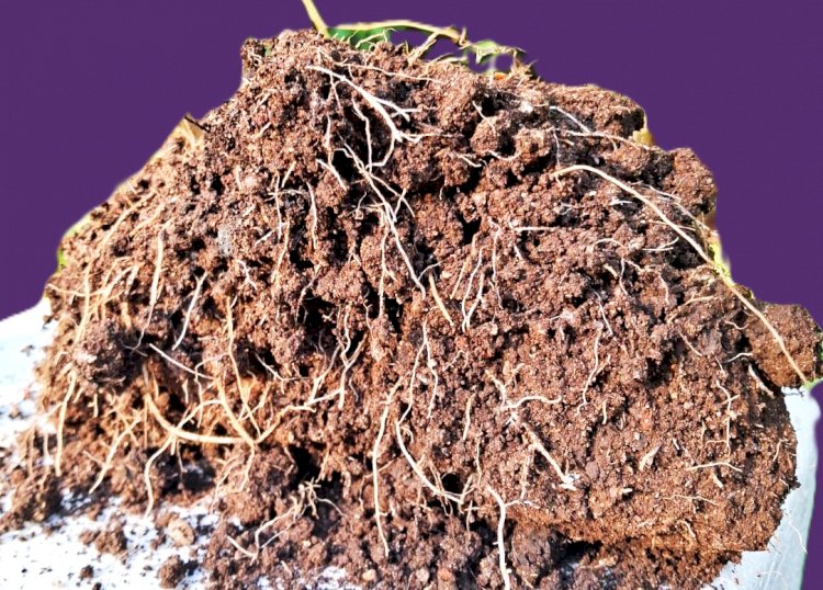 Estrutura ecológica da agregação no Sistema Plantio Direto - FEBRAPDP